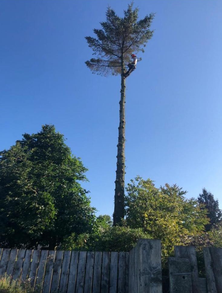 Our Work – Wallace Tree Care