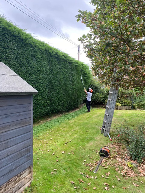 Tree Care Services – Wallace Tree Care